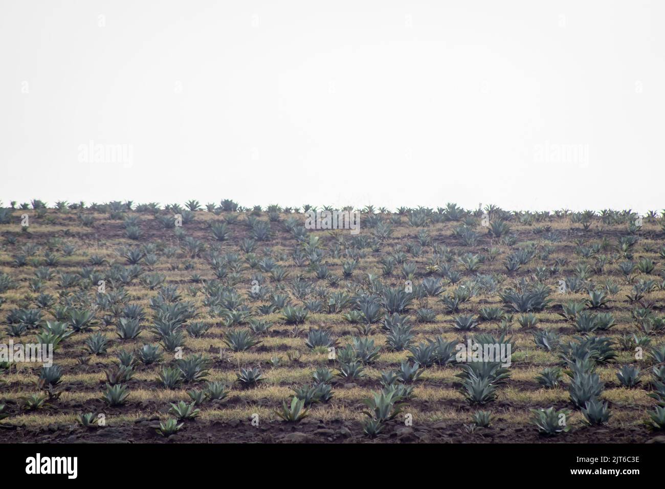 A field of agave tequilana plants on a summer afternoon Stock Photo - Alamy