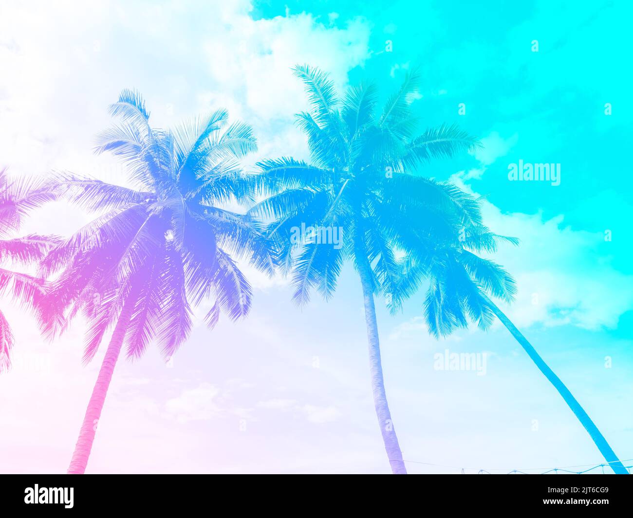 Coconut palm trees on summer colorful sky, beautiful tropical ...