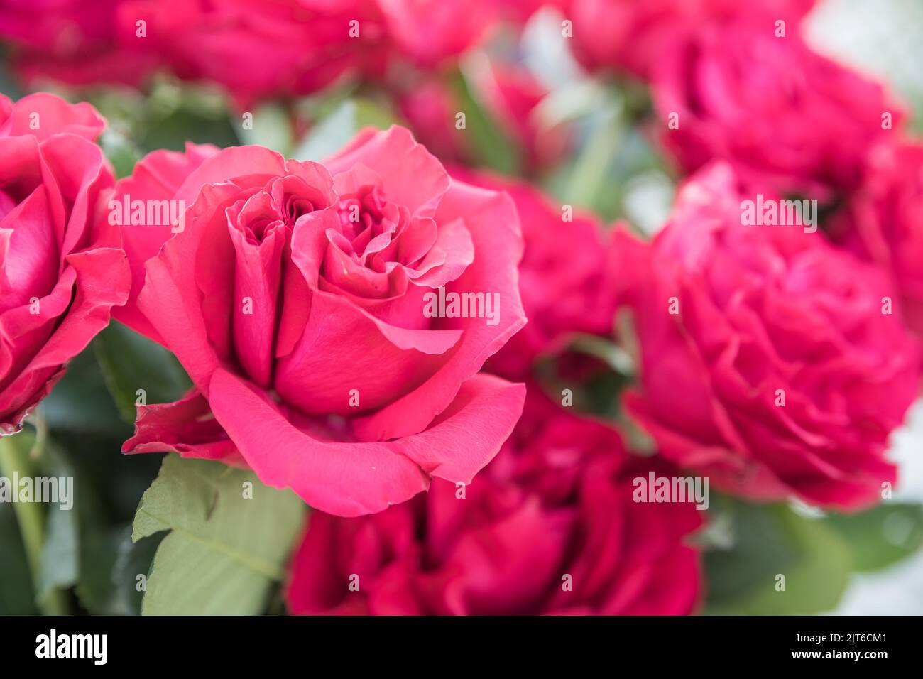 Beautiful close up pink roses, rosa gertrude jekyll, growth in garden ...
