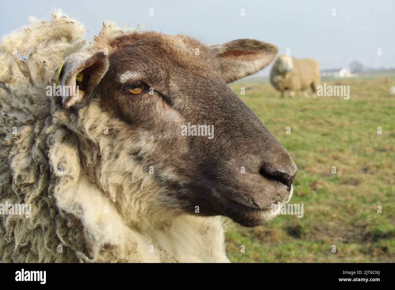 Portrait of a Sheep Stock Photo - Alamy