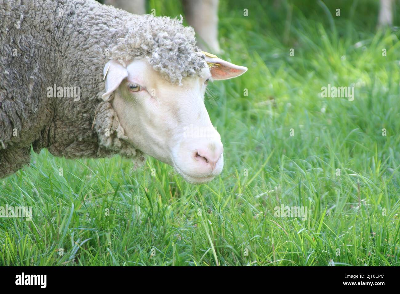 Ovis aries merino sheep hi-res stock photography and images - Alamy