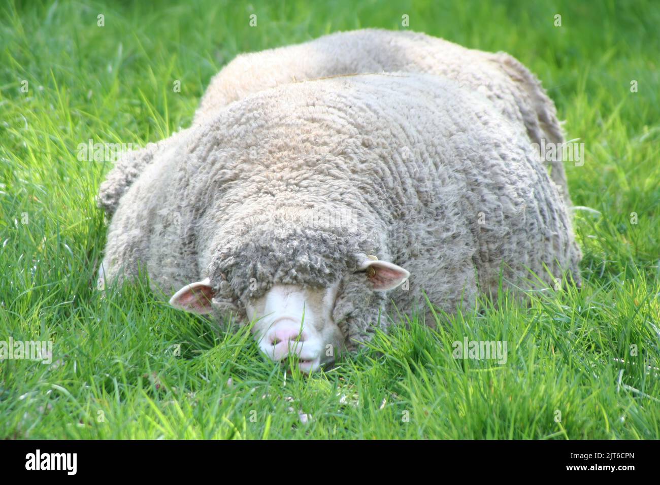 Merino sheep ovis aries hi-res stock photography and images - Alamy
