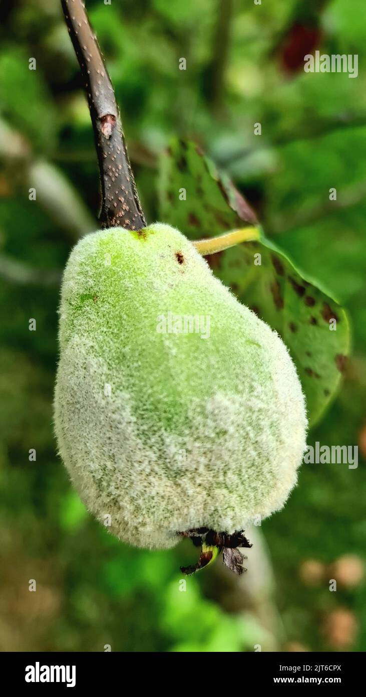 Quince on a tree Stock Photo - Alamy