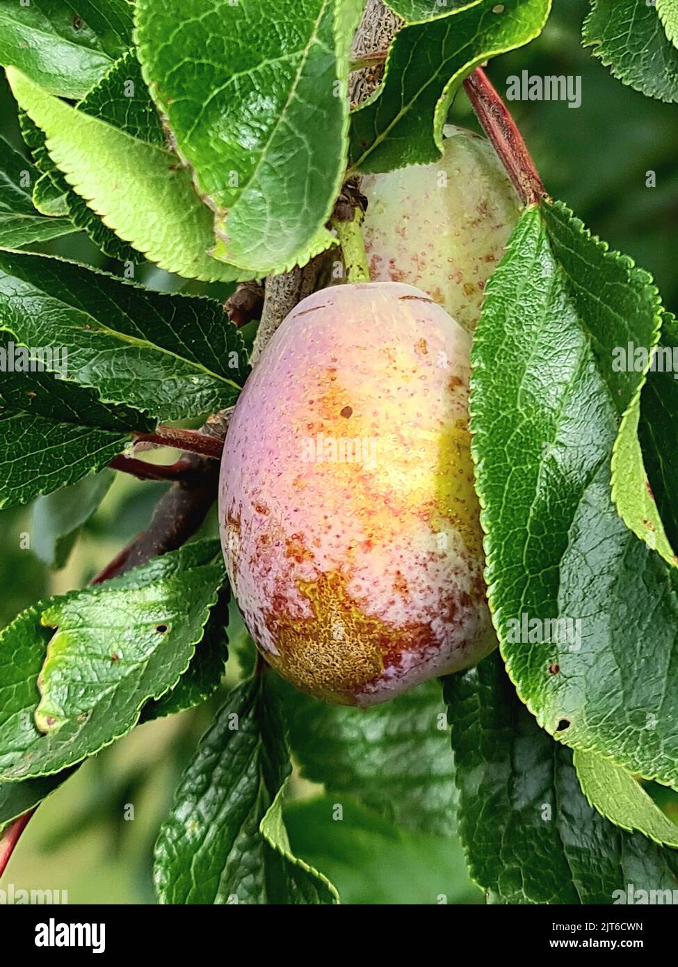 Plum book cover hi-res stock photography and images - Alamy