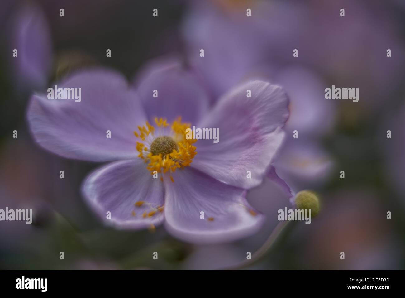 Anemone hupehensis flower close up Stock Photo - Alamy