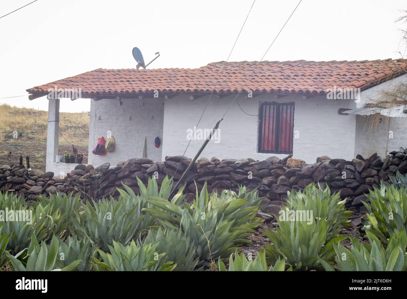 A field of agave plants with a one story house and mountains in the ...