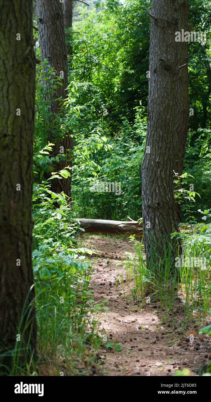 The narrow path through the forest along the high woods, vertical Stock ...