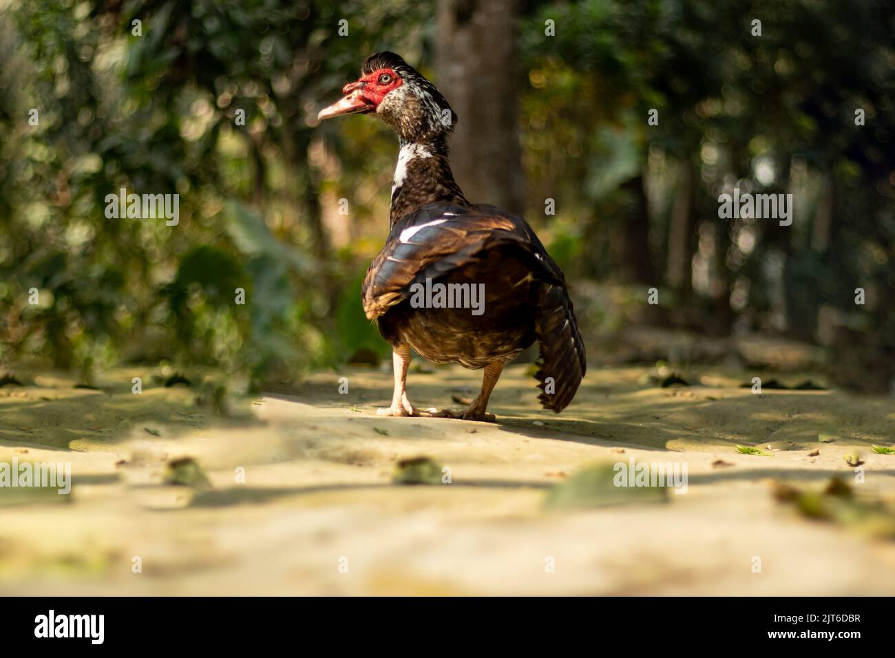 Domestic ch hi-res stock photography and images - Alamy