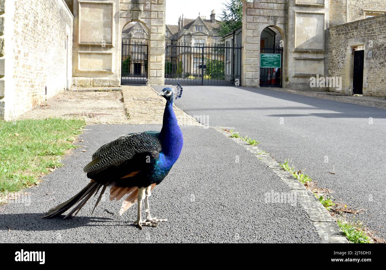 Peacock court hi-res stock photography and images - Alamy