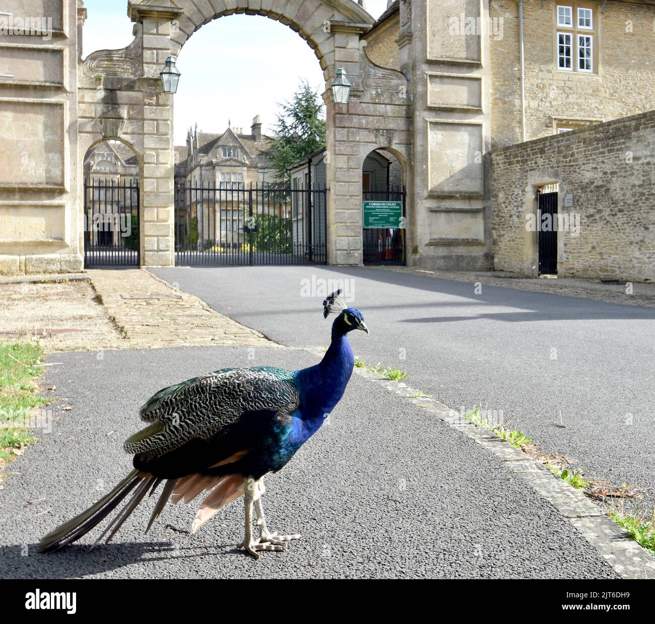 Peacock road hi-res stock photography and images - Alamy