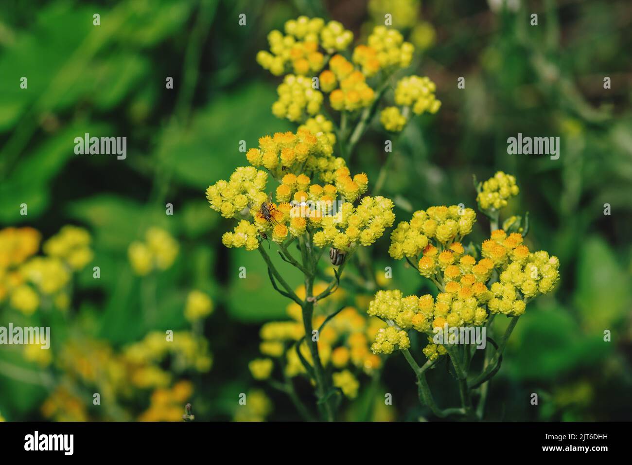 Close up fly on a yellow flowers of Helichrysum arenarium is also known ...