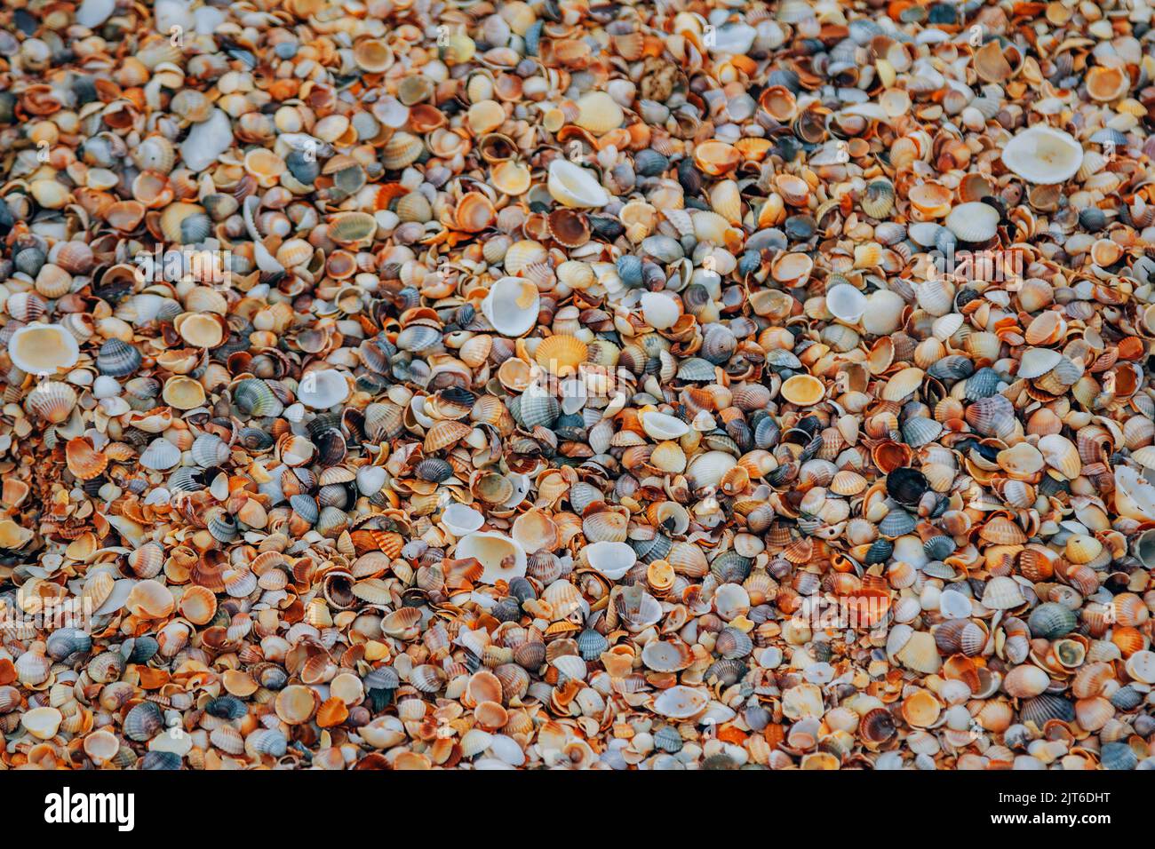 Close up colorful seashells texture. Seashore background Stock Photo ...