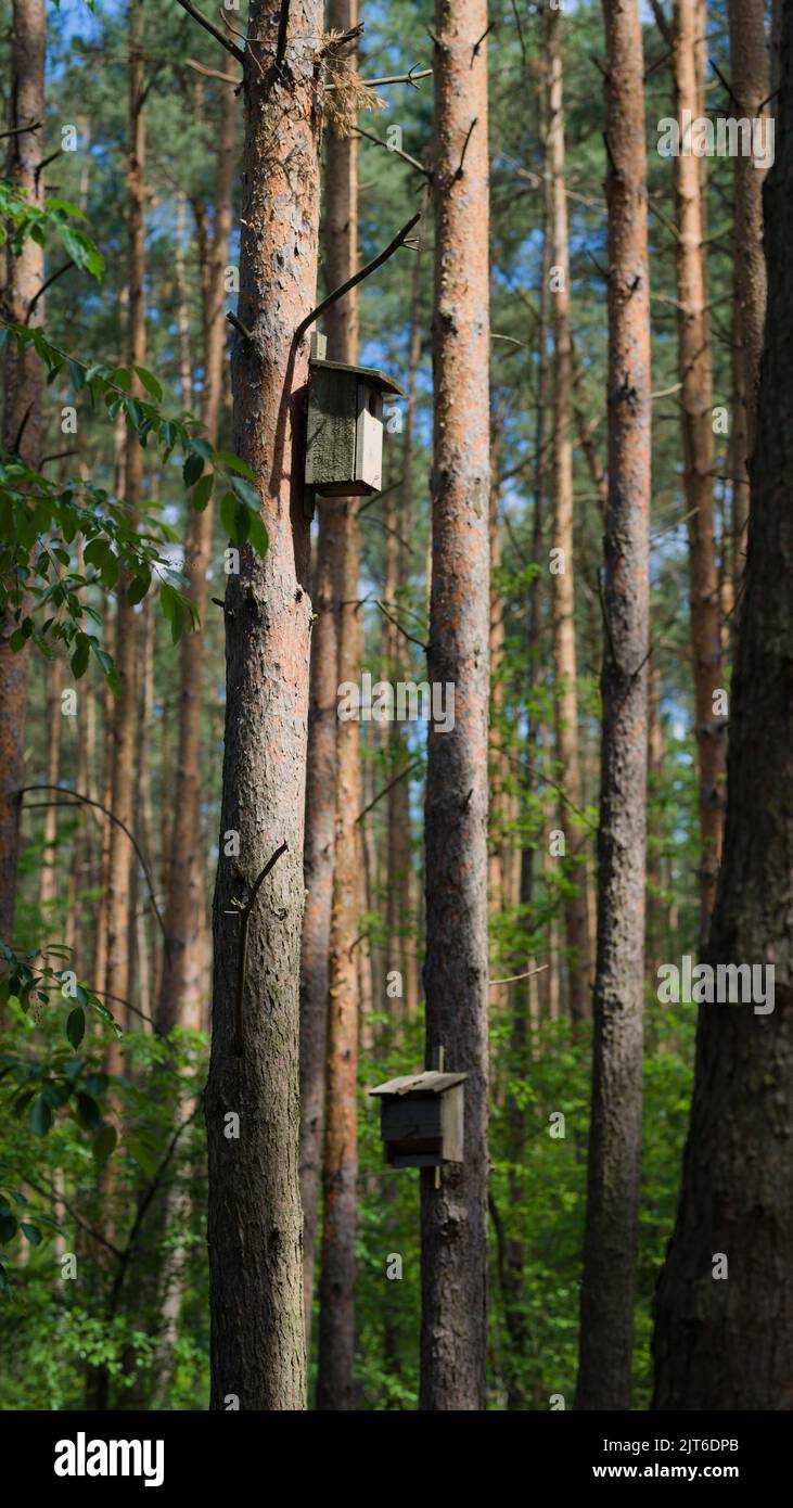 The small bird houses on trees in the forest, vertical Stock Photo - Alamy