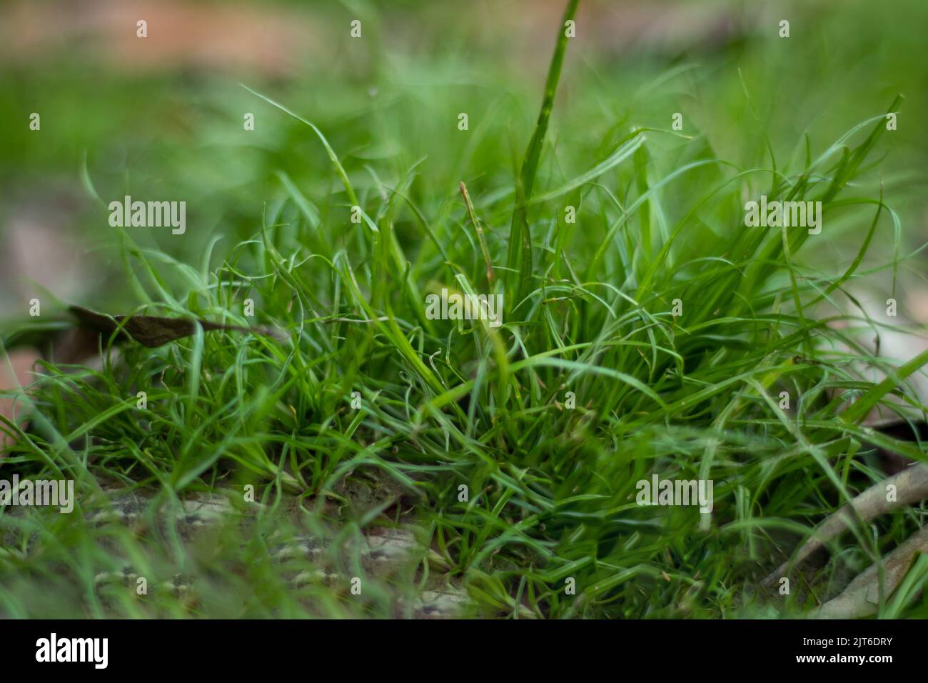 Palm Sedge, Carex muskingumensis, has glossy green leaves that branch ...