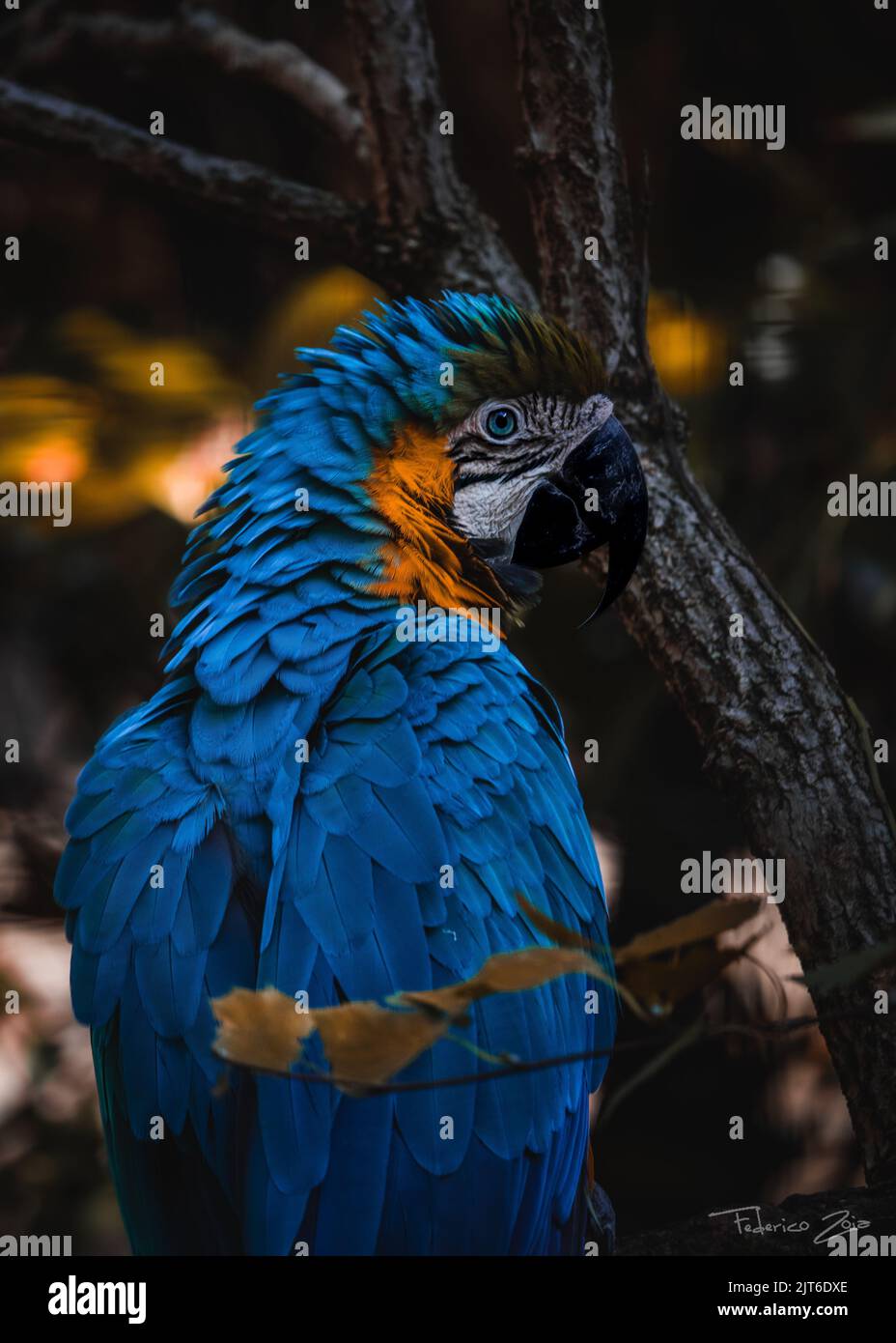 A vertical shot of a blue and yellow macaw parrot on a tree branch with ...