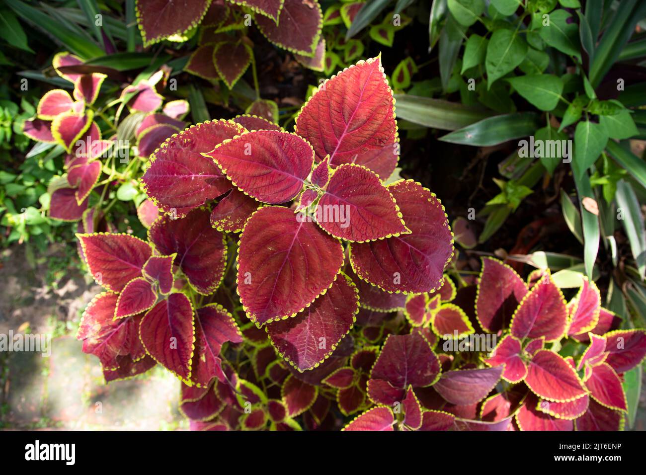 Coleus plant Colorful leaves. Different varieties of coleus plant ...
