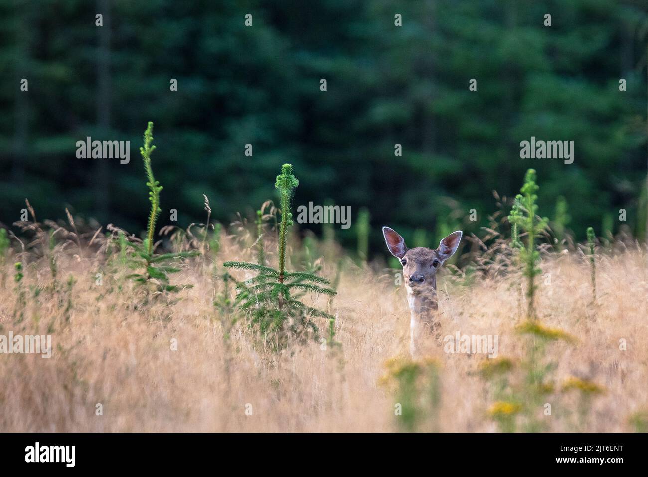 Face to face with a fallow deer (Dama dama) in a forest clearing Stock ...