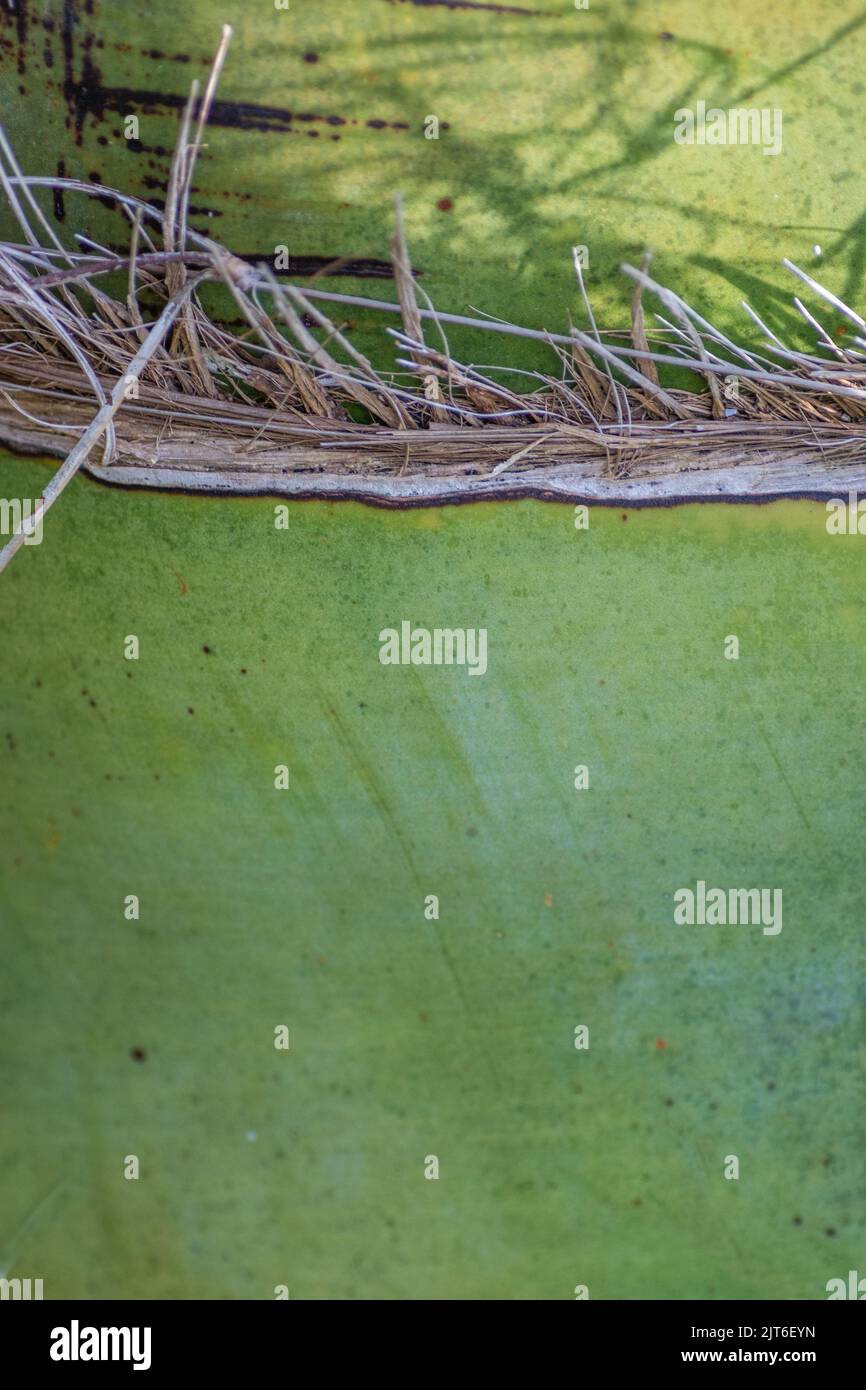 The fibrous trunk of a banana tree on which there's space to write copy ...