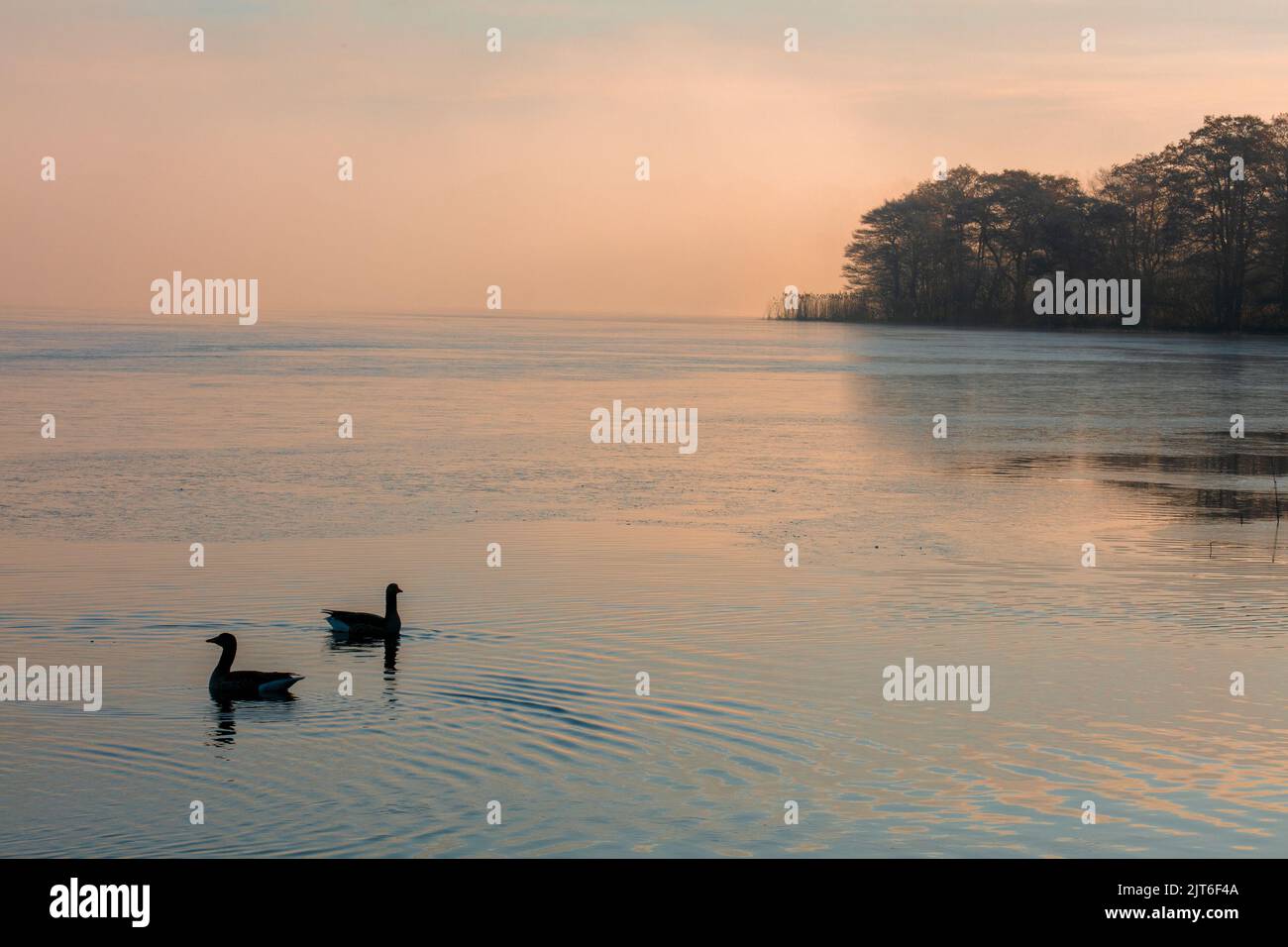 Calm water birds hi-res stock photography and images - Alamy