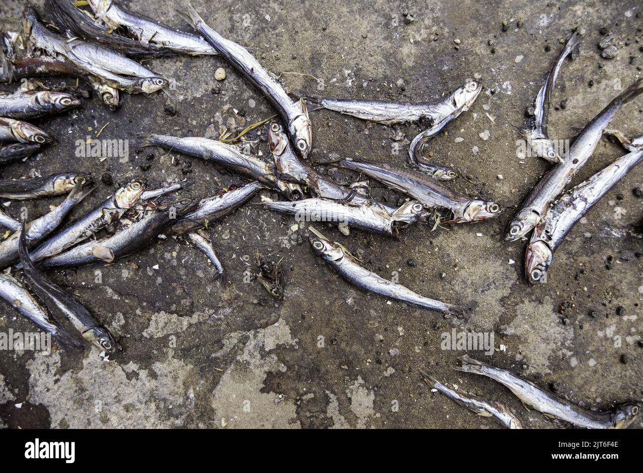 Detail of fish thrown in the trash, spoiled food Stock Photo - Alamy