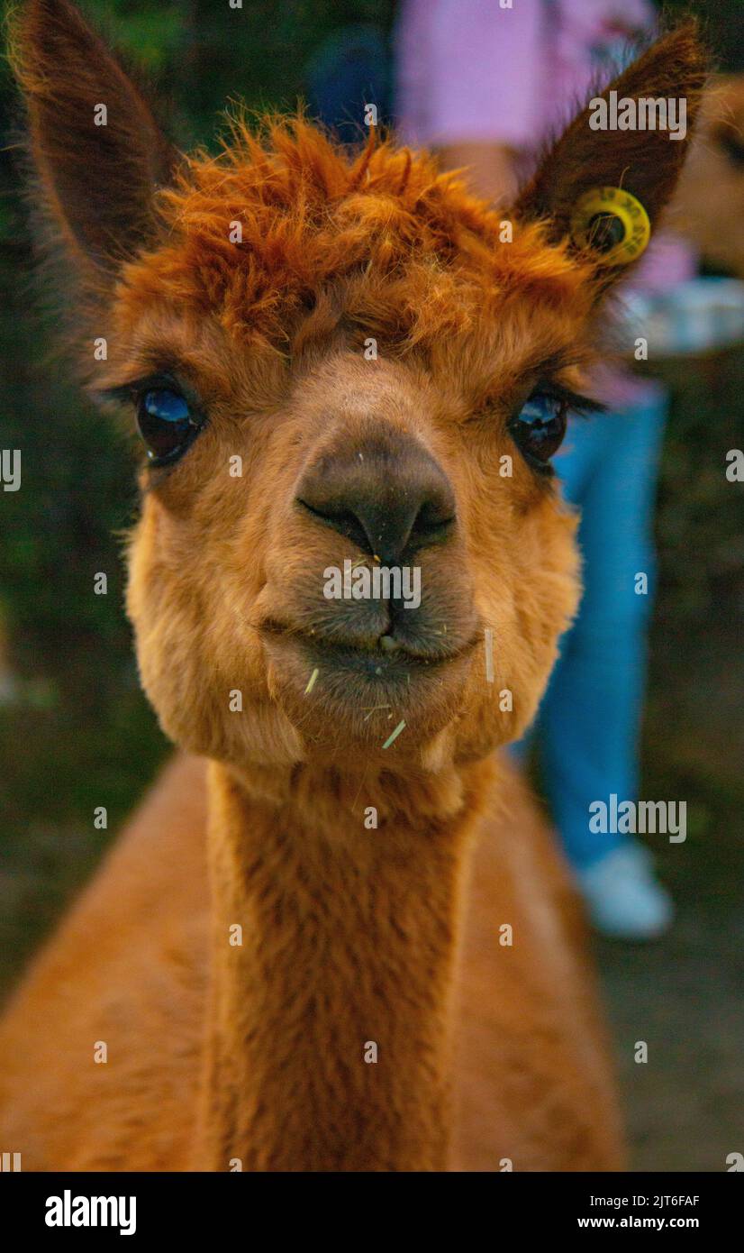 Portraits of gorgeous, fluffy, wooly alpacas at a meet and greet ...