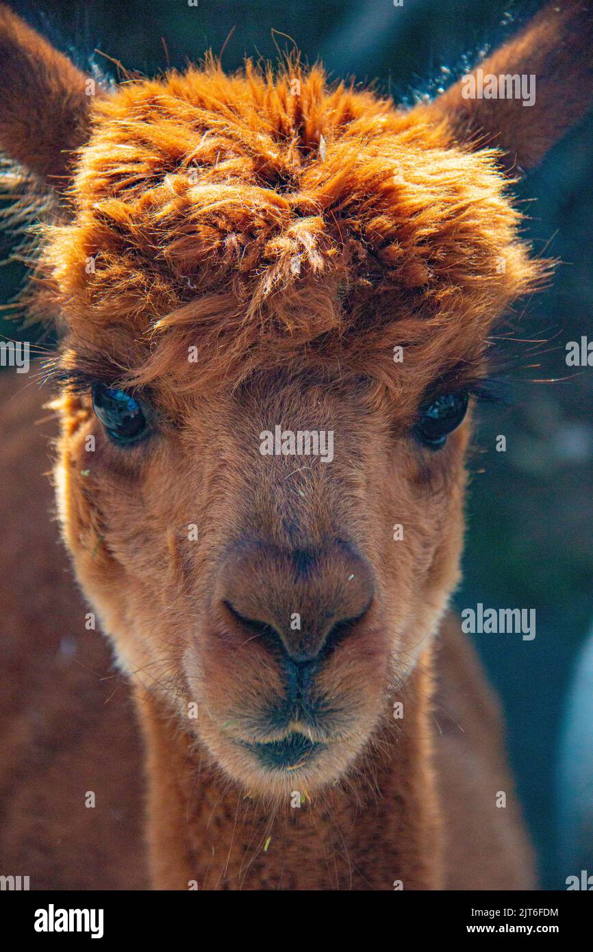 Portraits of gorgeous, fluffy, wooly alpacas at a meet and greet ...