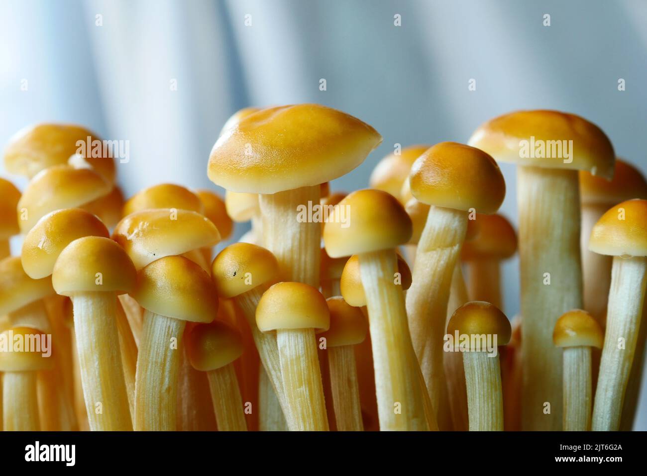 Shimeji mushroom in bowl on table close up Stock Photo - Alamy