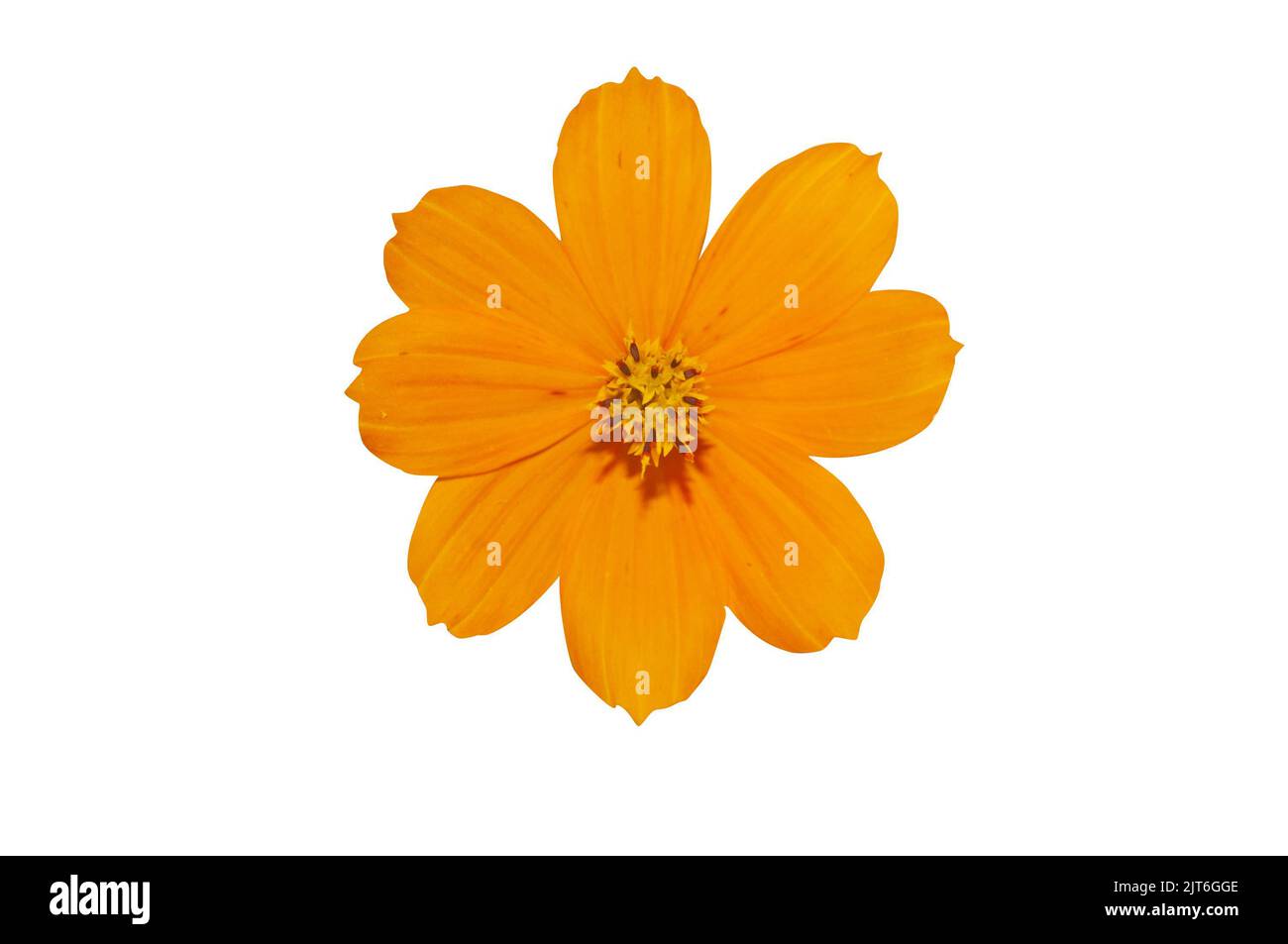 Orange flower isolated on white background Stock Photo - Alamy