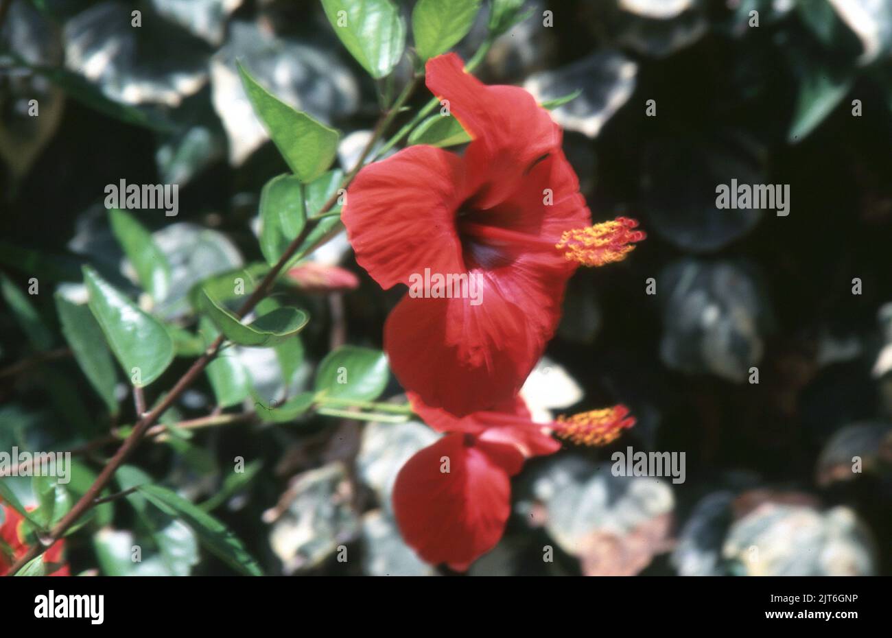 Ibiscus red ibiscus flower hi-res stock photography and images - Alamy