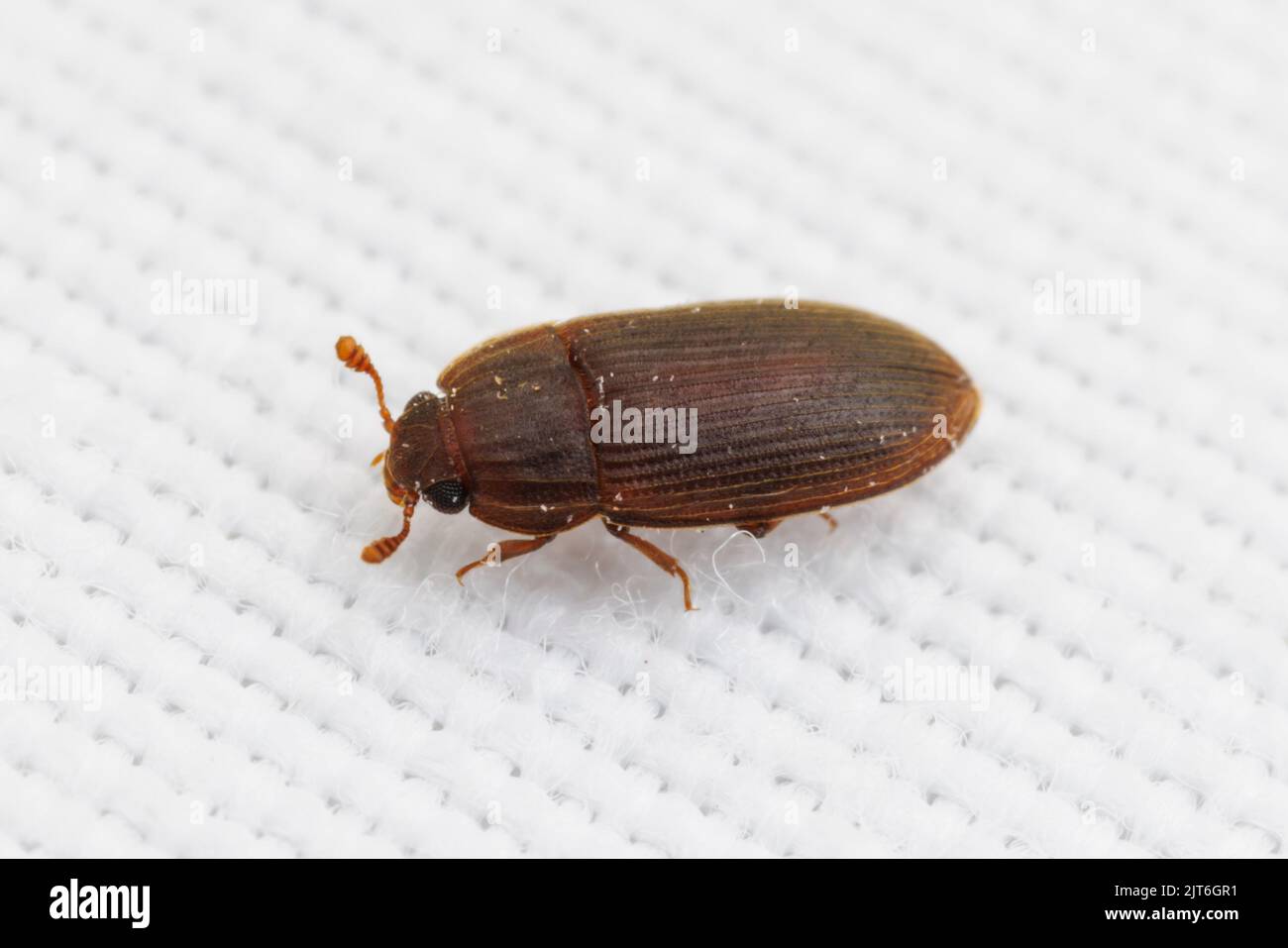 False skin beetles hi-res stock photography and images - Alamy