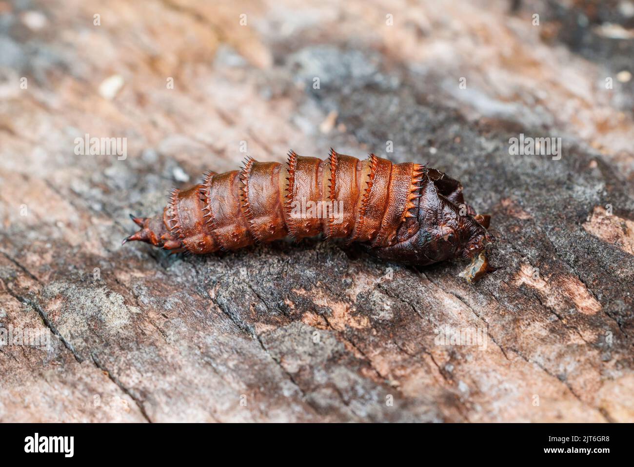 Mydas flies hi-res stock photography and images - Alamy