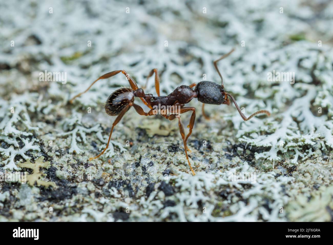 Pitch-black Collared Ant (Aphaenogaster picea Stock Photo - Alamy