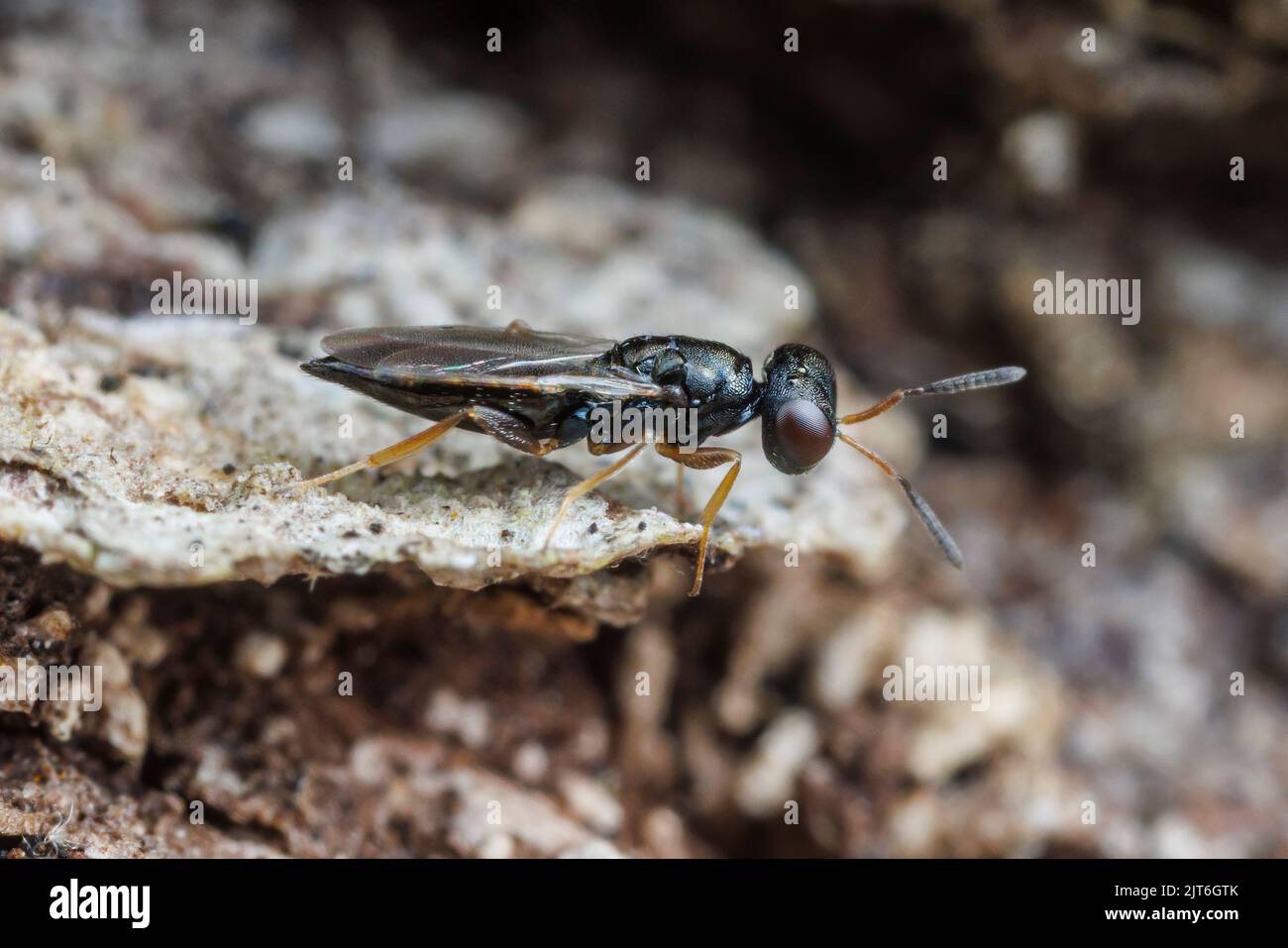 Pteromalid Wasp (Pteromalinae Stock Photo - Alamy
