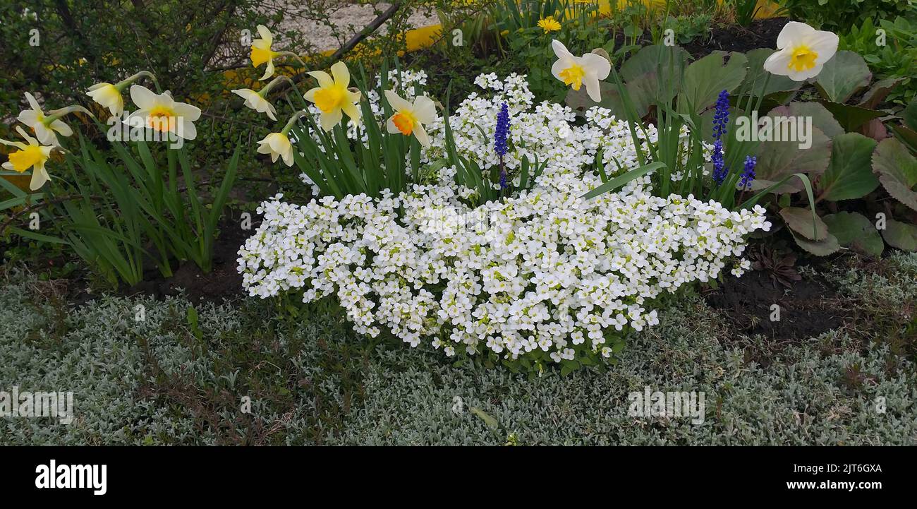 Spring background: a flower bed with different flowers Stock Photo - Alamy