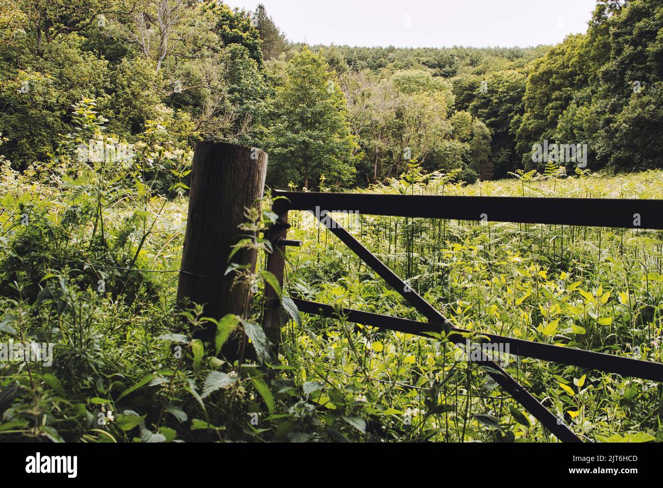 A forgotten disused gate to in overgrown field renature wood Stock ...