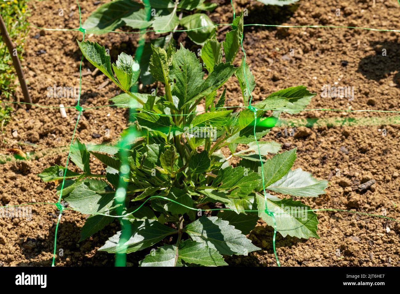 Cut flower netting. Plant support net. Using plastic garden netting to ...