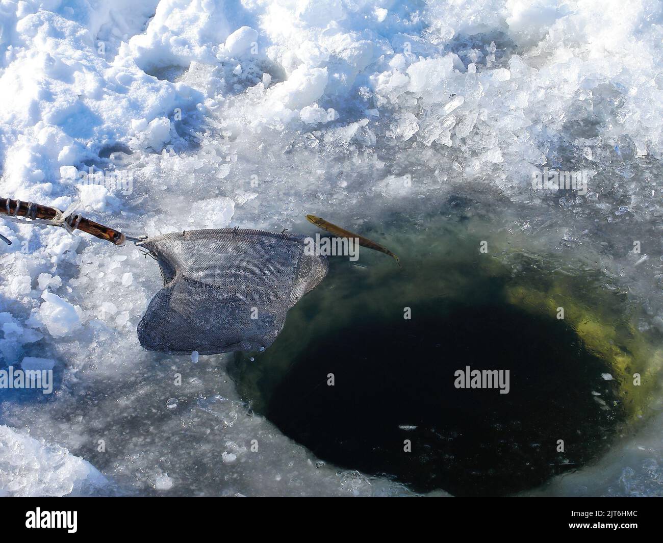 Small fish swimming in a ice drilled hole, caught during winter fishing ...