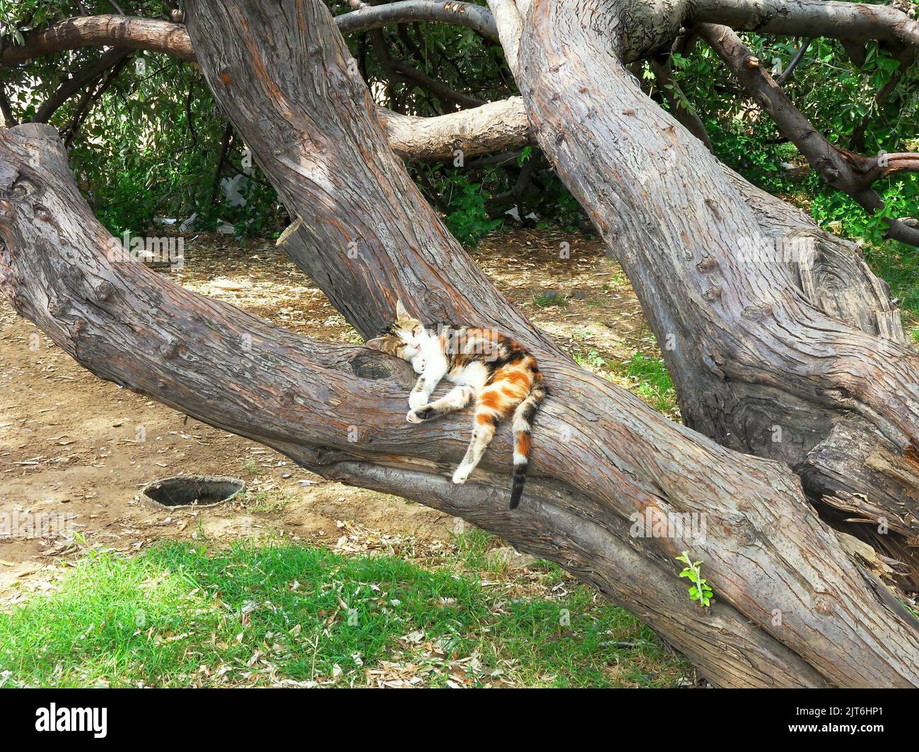 Happy sleeping kitten hi-res stock photography and images - Alamy