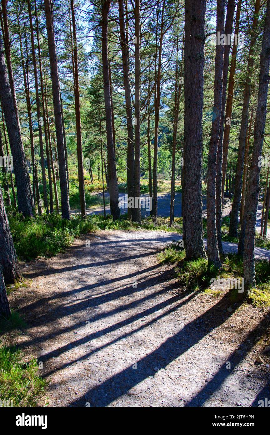 Winding forest path Stock Photo - Alamy