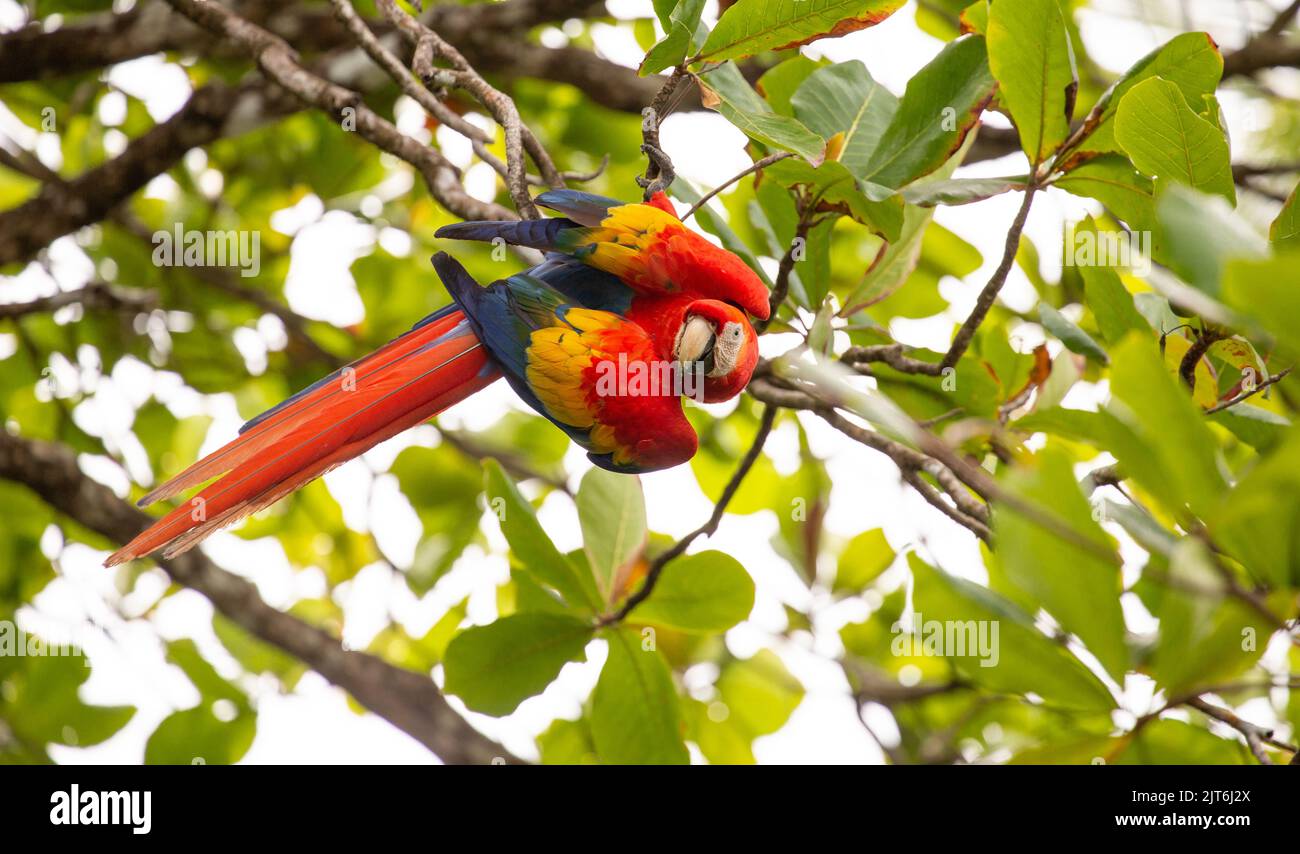 Beautiful Scarlet Macaw on a tree looking for wild almonds at peninsula ...