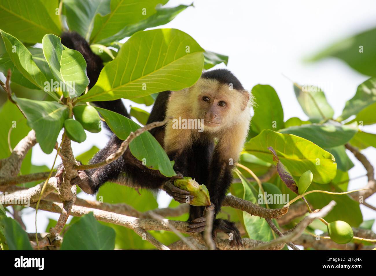 Cebus leucocephalus hi-res stock photography and images - Alamy