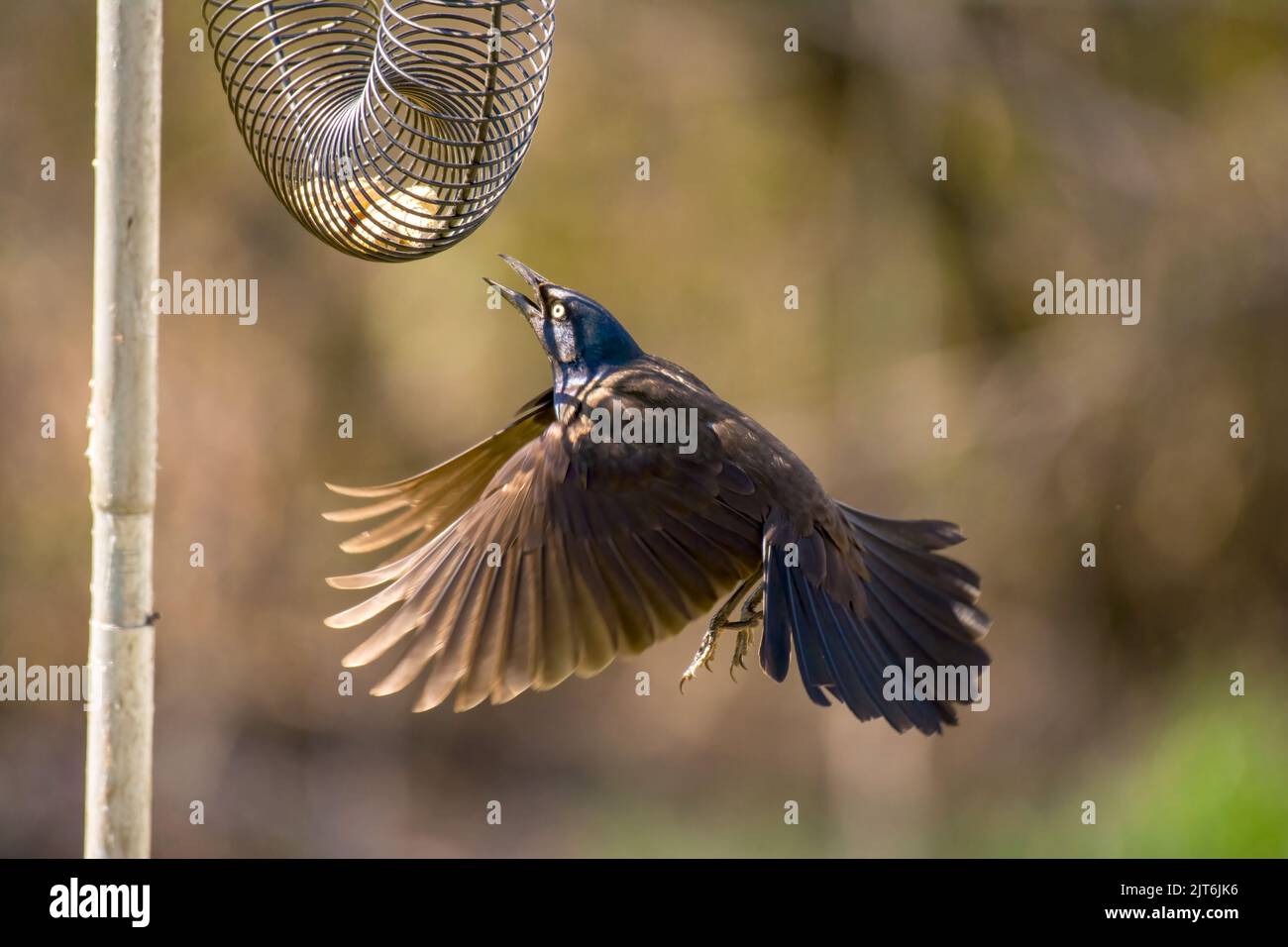 nature at work Stock Photo - Alamy
