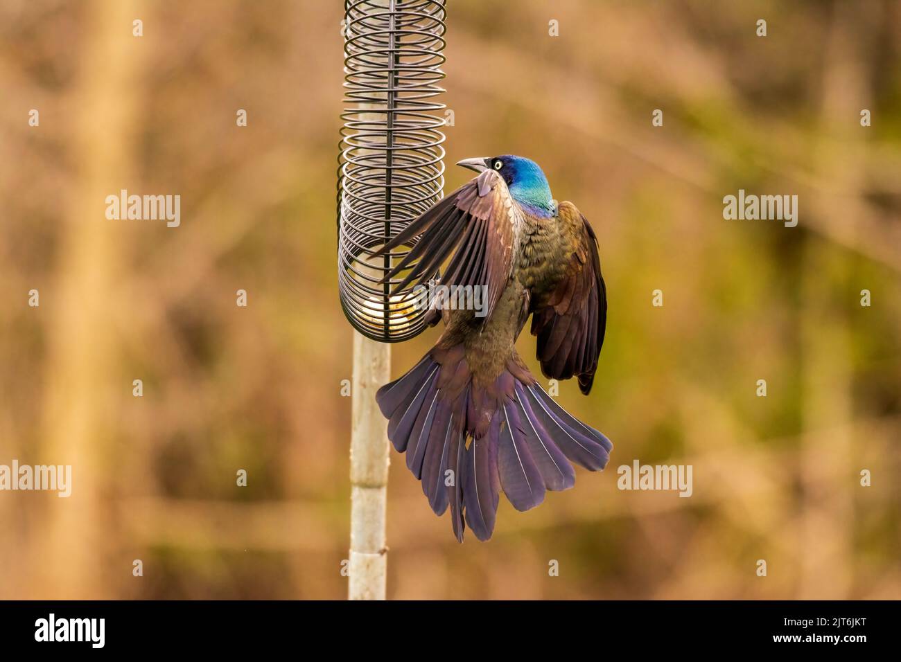 nature at work Stock Photo - Alamy