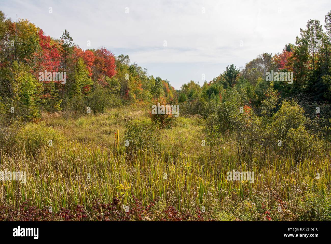 nature at work Stock Photo - Alamy