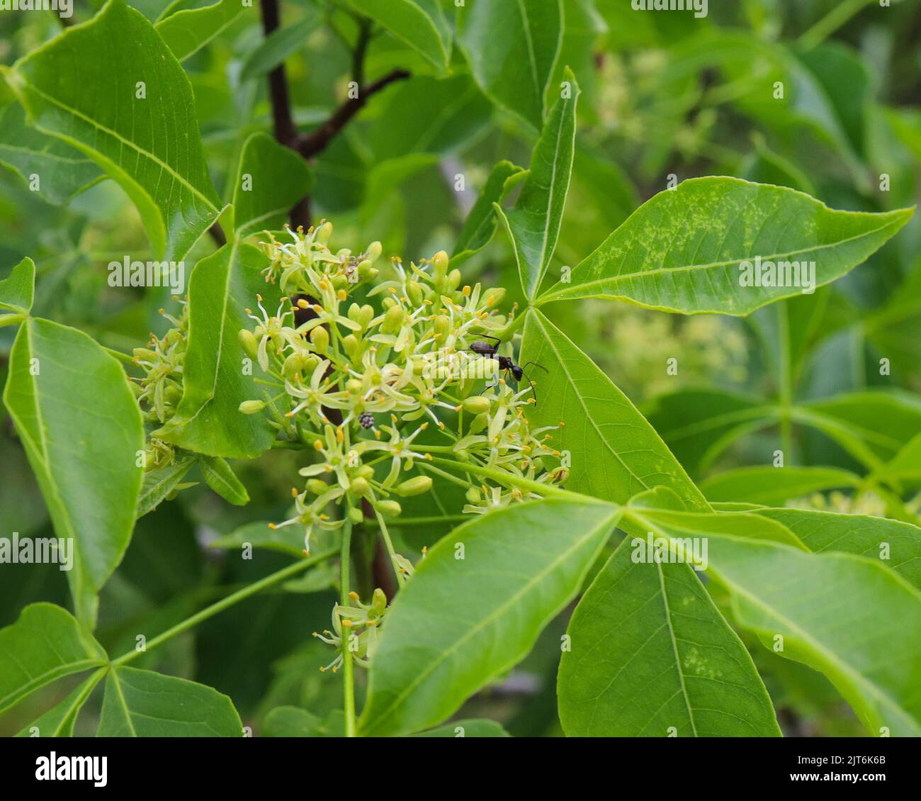A beautiful view of Common hoptree with an ant on top surrounded by ...