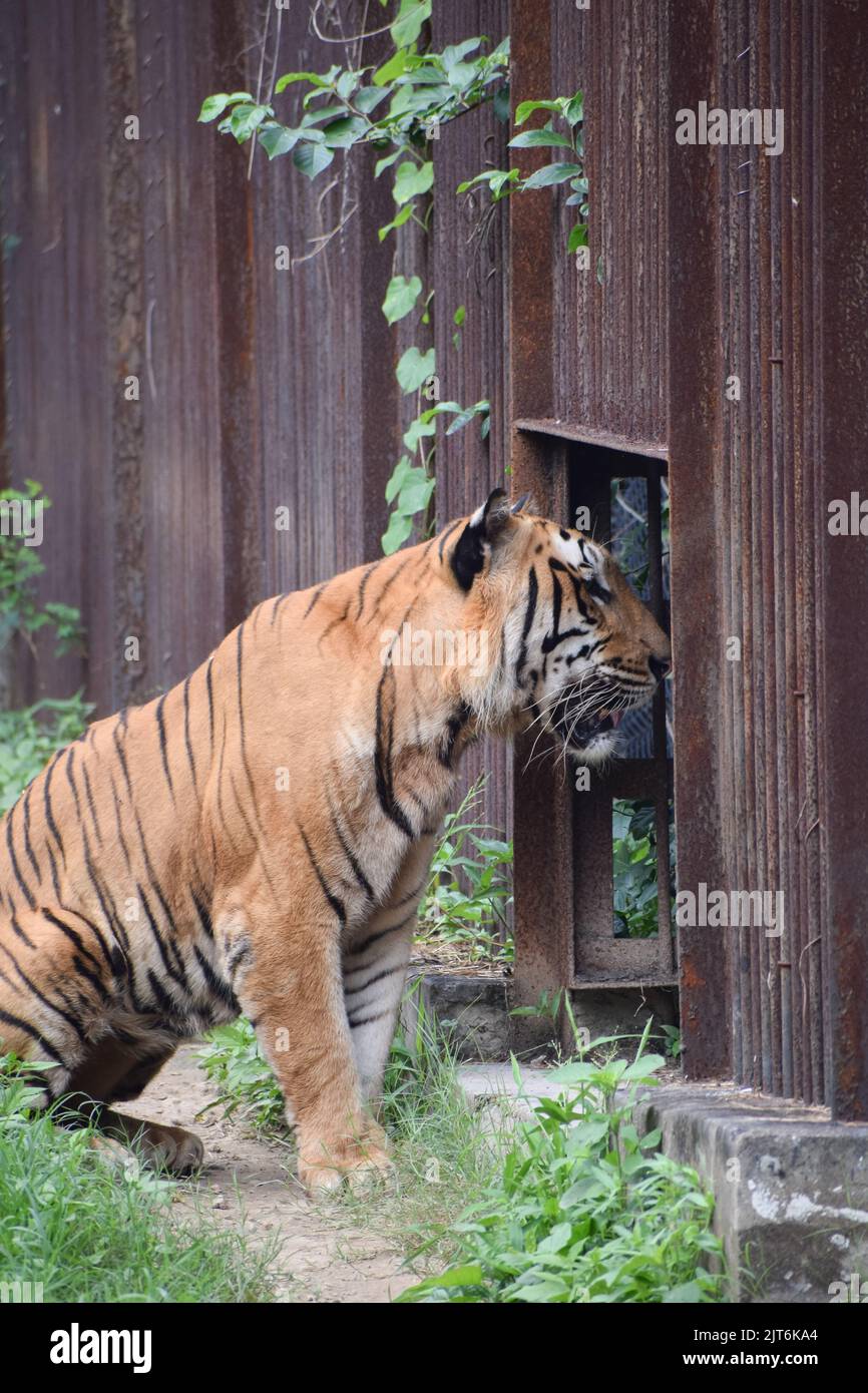 Indian_tiger hi-res stock photography and images - Alamy