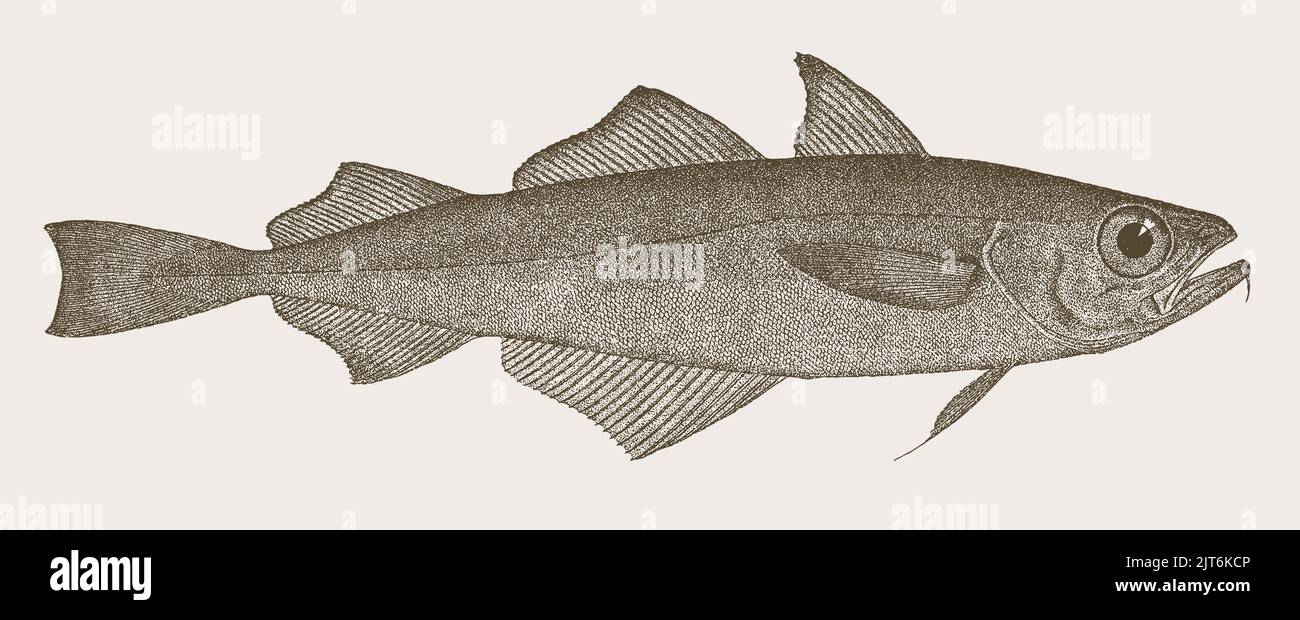 Norway pout trisopterus esmarkii, marine fish in side view Stock Vector ...