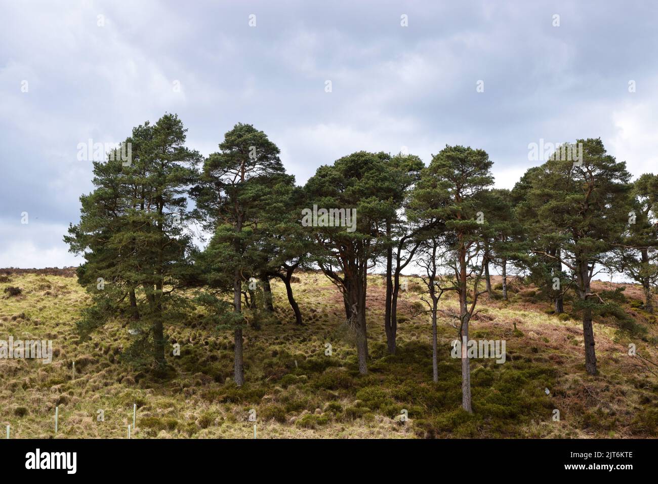 Trees backgrounds hi-res stock photography and images - Alamy