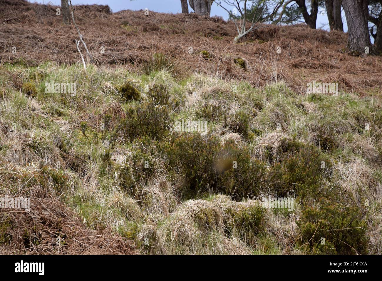 grassy hillside, ireland Stock Photo - Alamy