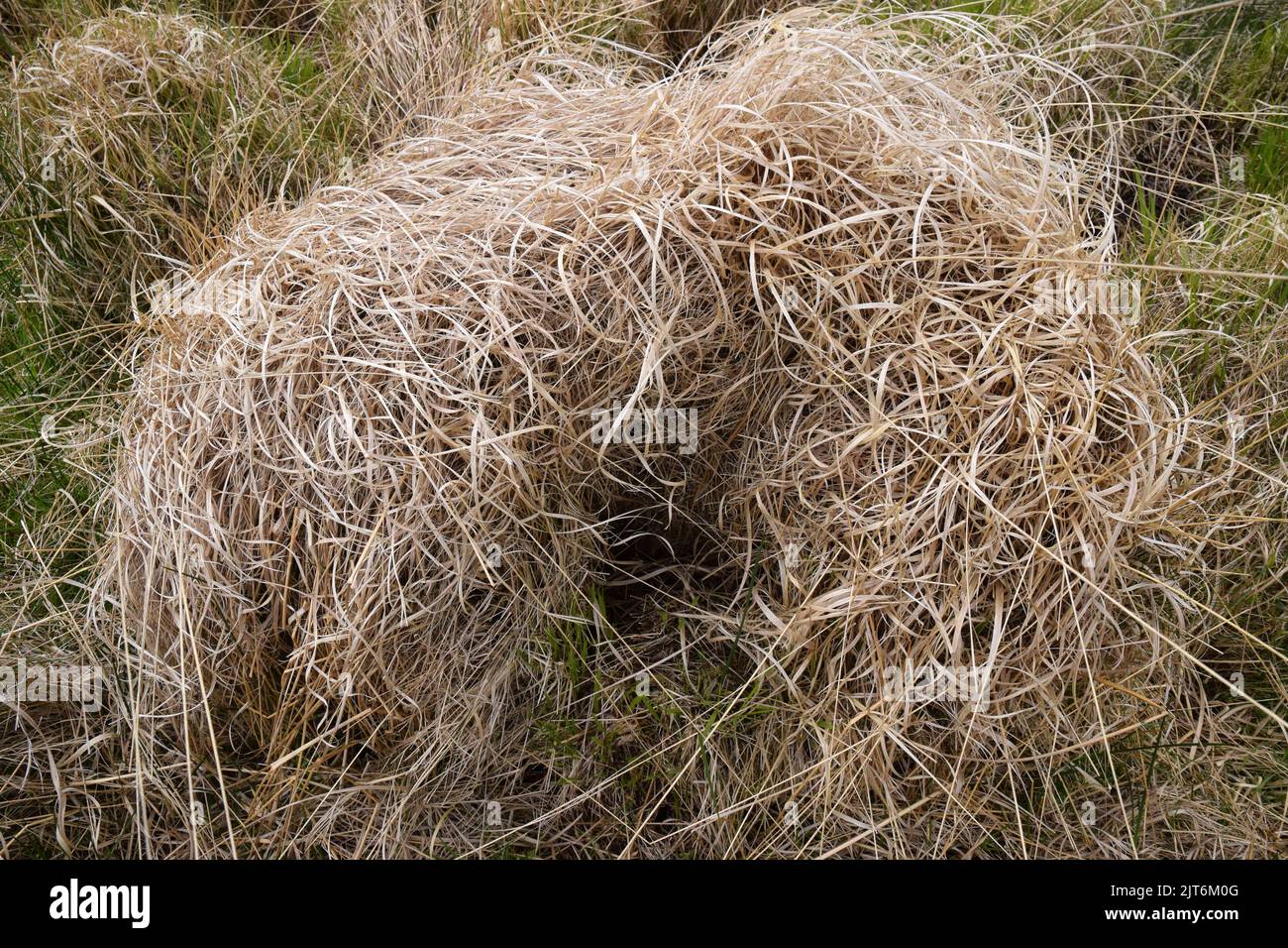 Dry dried grass hi-res stock photography and images - Alamy